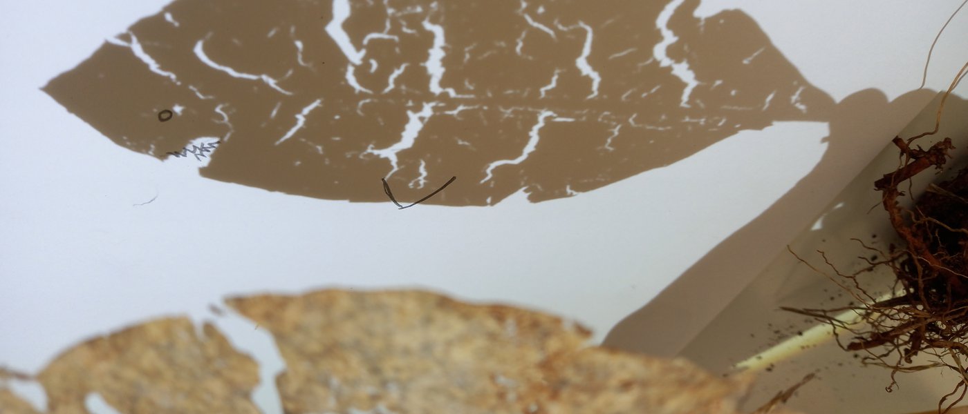 Light and Shadow Exploration - Braeburn Nanyuki International School